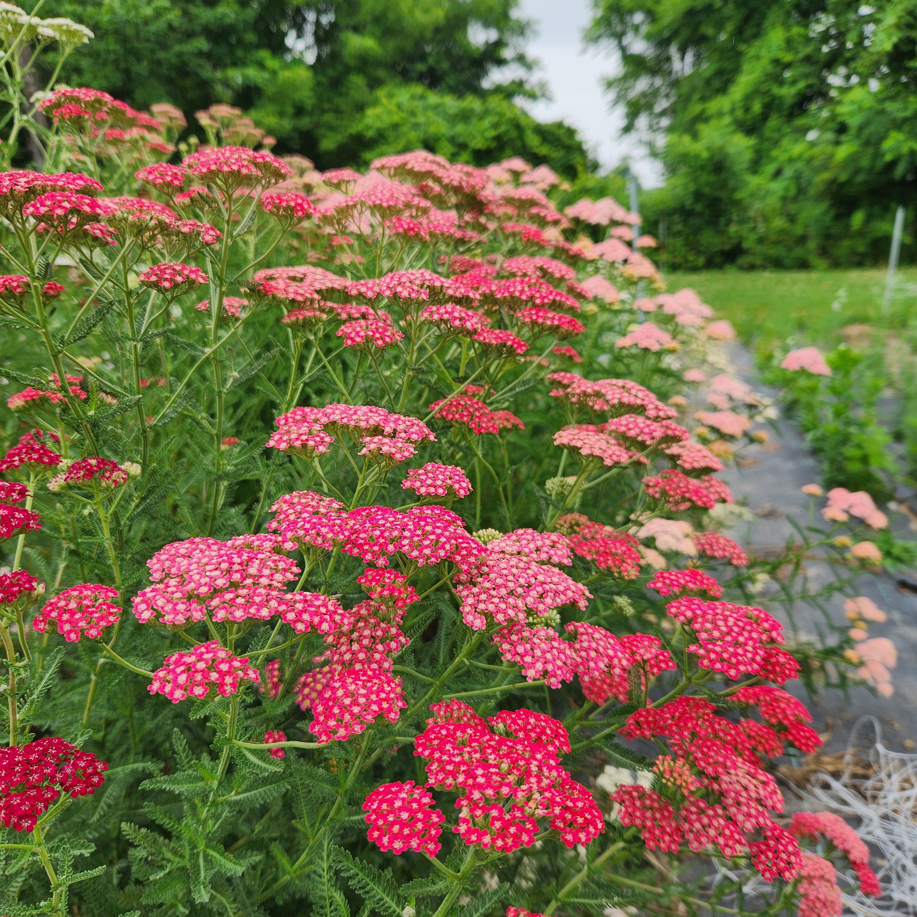 Yarrow Mix – The Wild North Shack