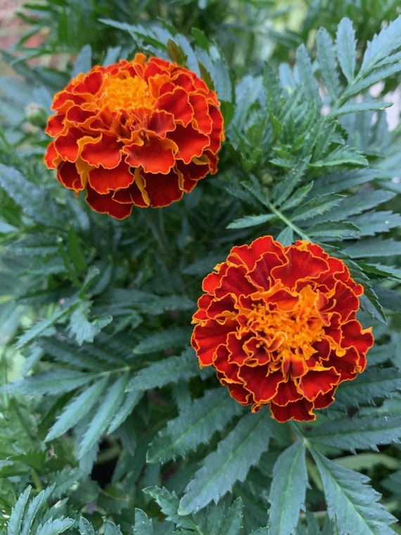 Marigold - French Dwarf Mix – The Wild North Shack